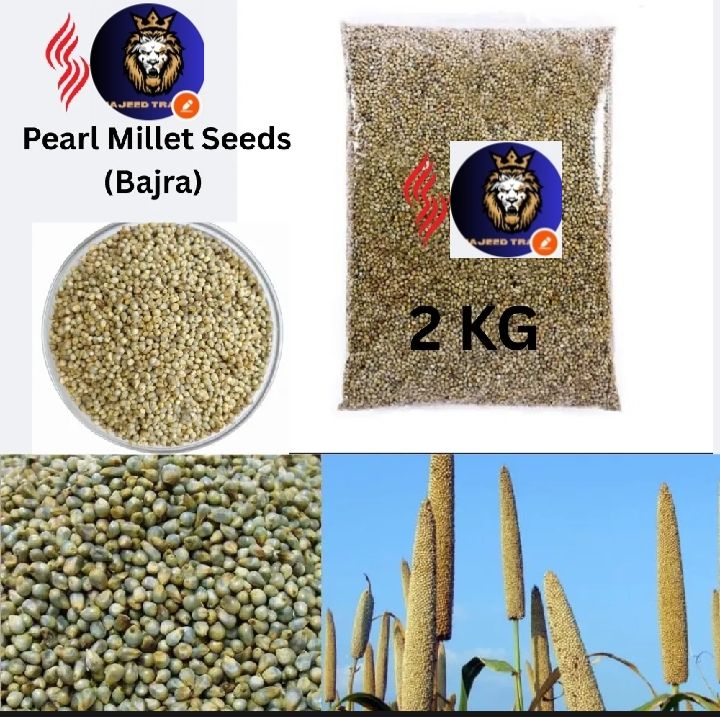 Bajra باجرہ | Premium Pearl Millet Seeds For all kind of Birds - 2 KG ...