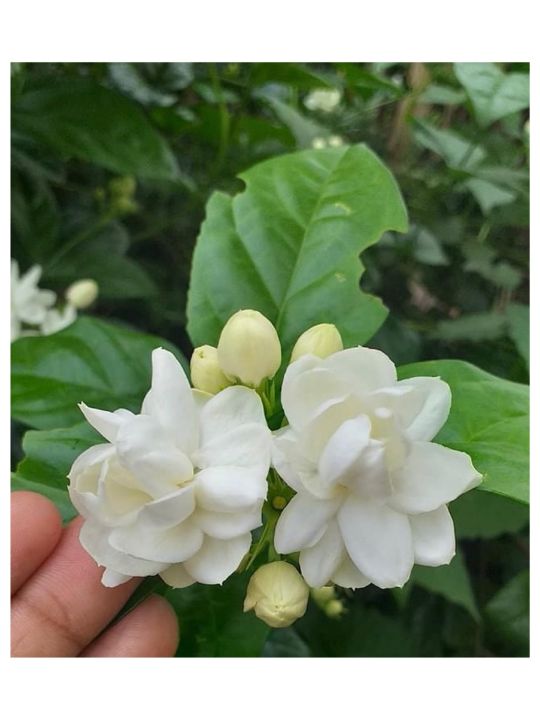 Rose jasmine plant | Daraz.lk