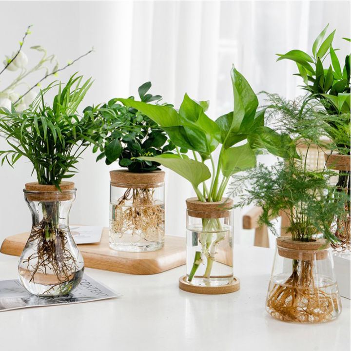 Mini Hydroponic Flower Pot Transparent Terrarium Glass Soilless Green ...