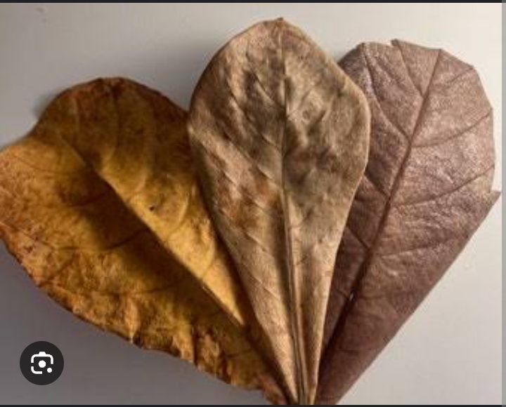 Indin Almond leaf Aquarium for-5pcs | Daraz.com.bd