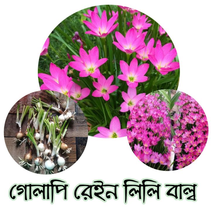Pink Colour Rain Lily Bulb 10 pcs - Outdoor plant Golapi Rain Lily ...