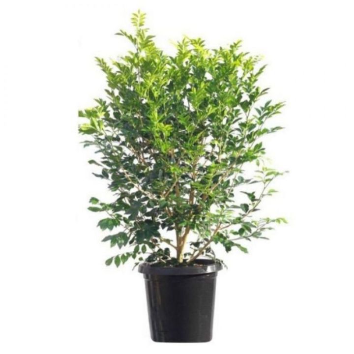 atteria plant with black pot | Daraz.lk