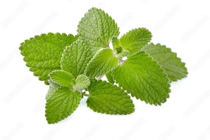 original and fresh mexican mint plant pack of 5 plants | Daraz.pk