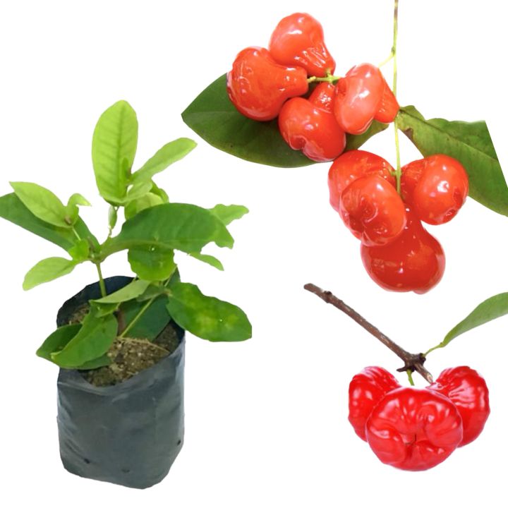 Deshiya Rathu jambu plant Sri Lankan red rose apple plant | Daraz.lk