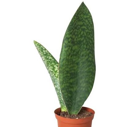Snake Plant Shark Fin Live Plant | Daraz.pk