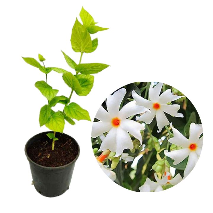 Sepalika Plant : Graceful Blooms for Your Serene Garden | Daraz.lk