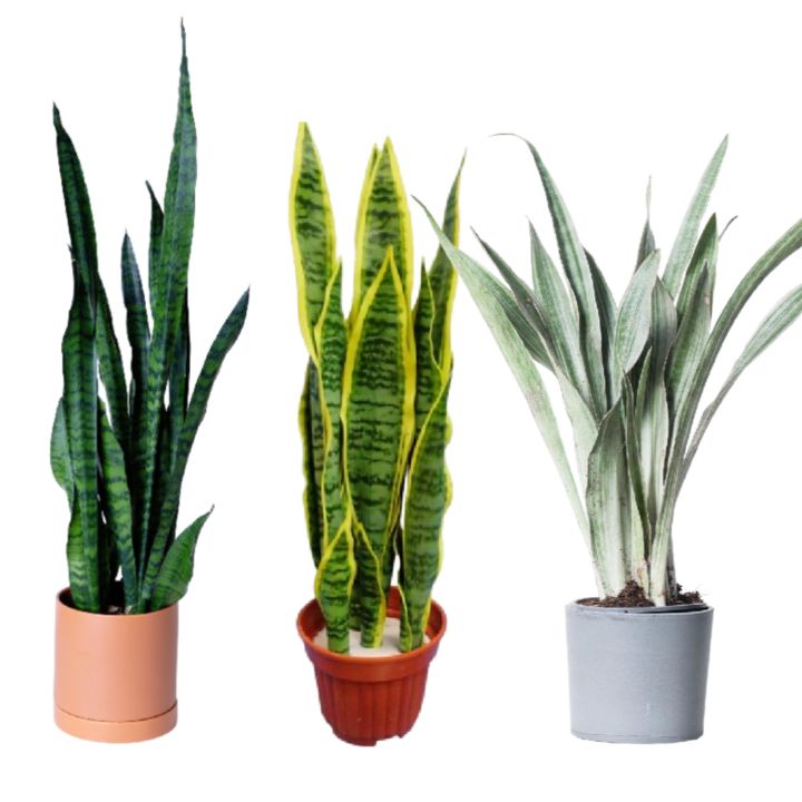 Snake Plant Collection: Stylish and Low-Maintenance Indoor Greenery Set ...