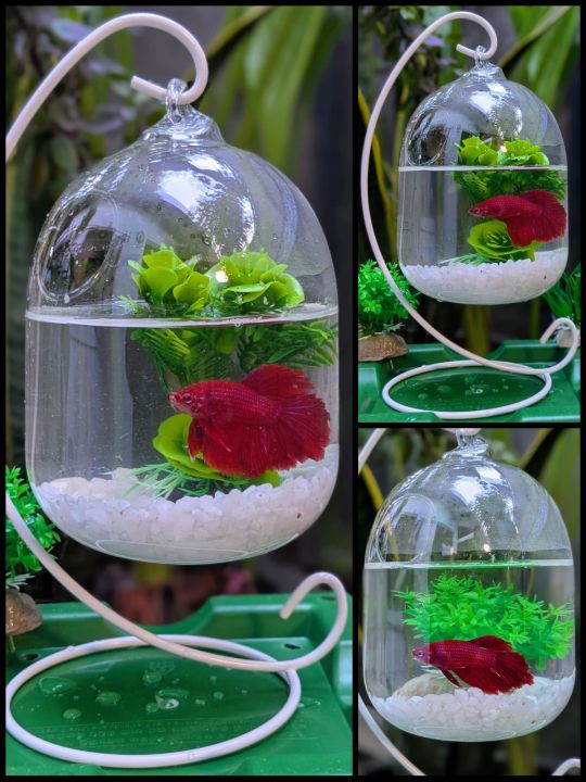 Fighter Fish Tank | Daraz.lk: Buy Online at Best Prices in Srilanka ...