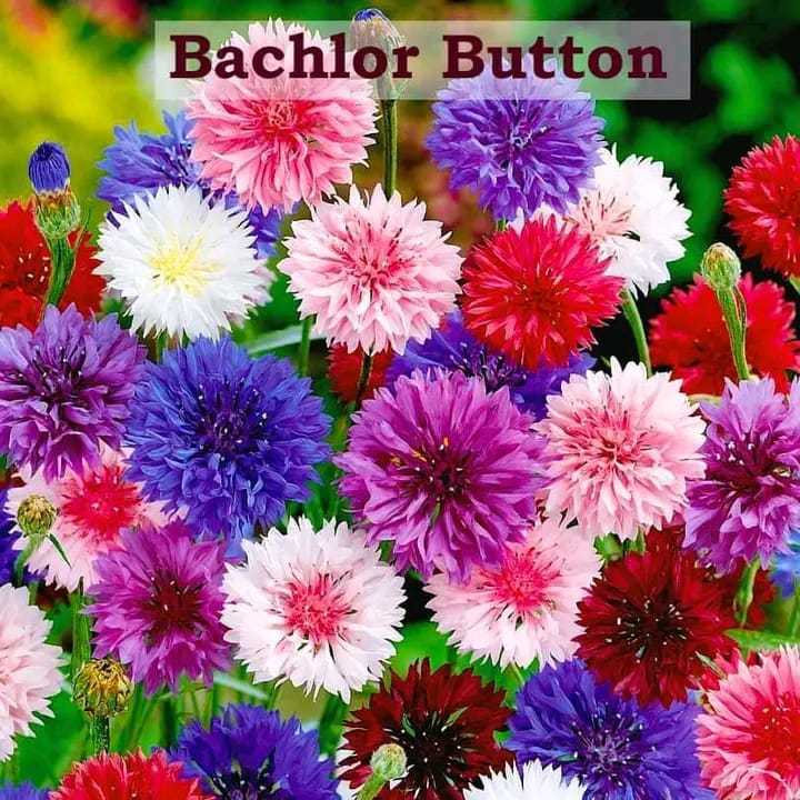 Bachlor button flower seed full germination | Daraz.pk