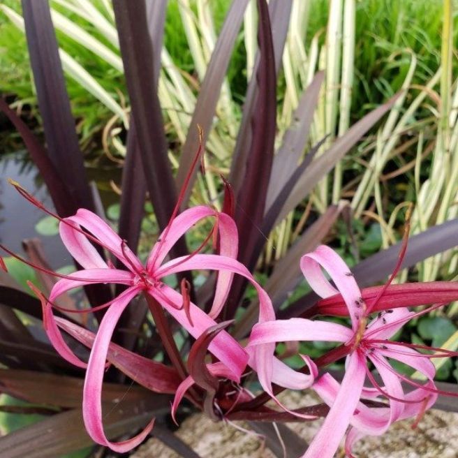 Qty. 1 Bulb Red Bog Lily / Crinum menehune Lily Live Plant | Daraz.pk