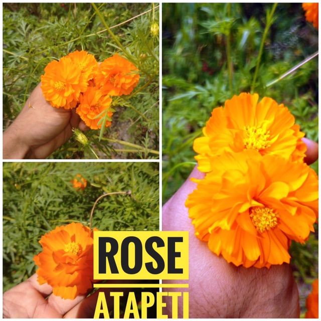 Rose atapetiya 20 seeds / Orange colours home garden. | Daraz.lk