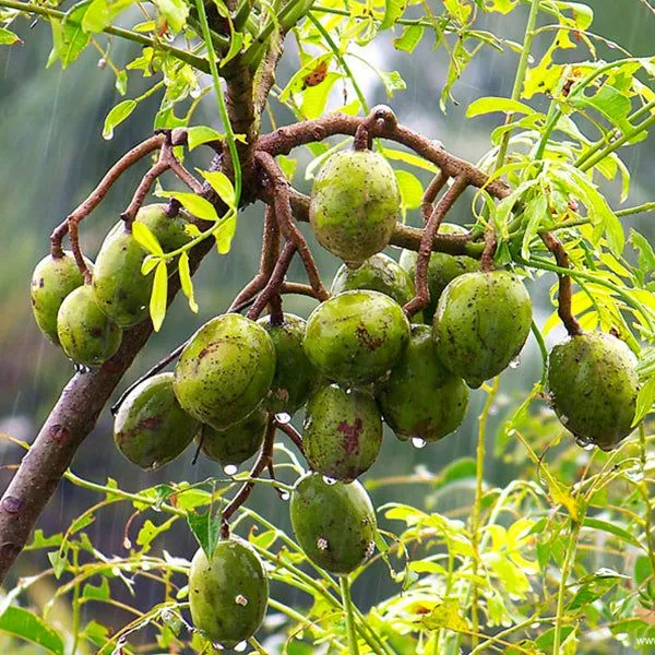Ambarella fruit store
