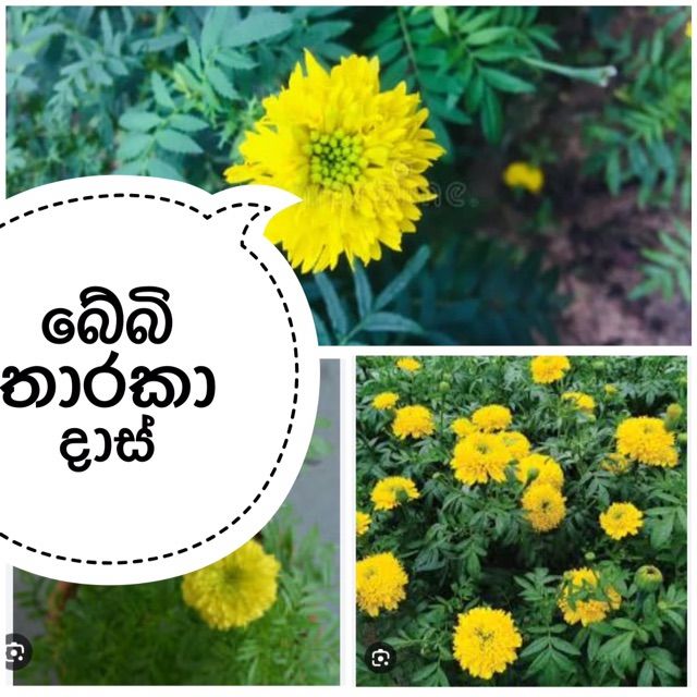 Baby star marigolds 50 seeds/ yellow colours | Daraz.lk