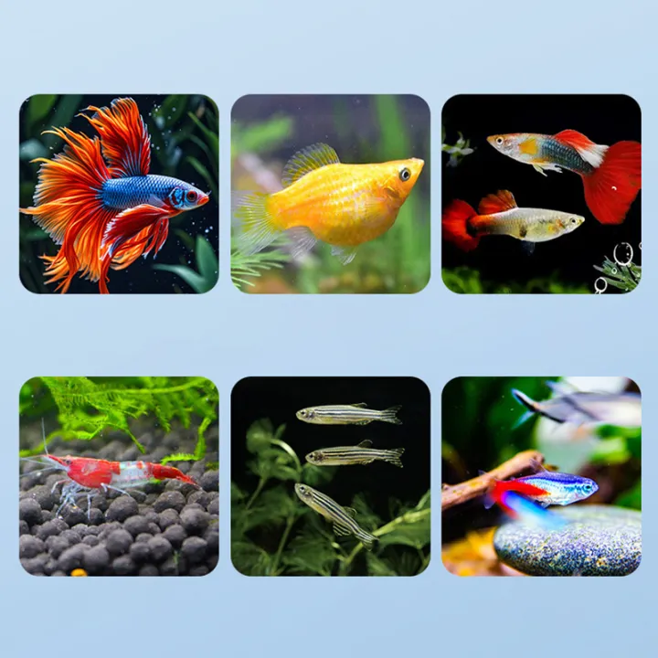 Aquarium Fish Tank Hatching Incubator Hatching Incubator Feeder ...