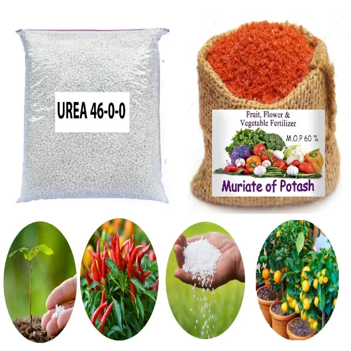 2 in 1 Urea 200g + MOP 200g high quality best home gardening fertilizer ...