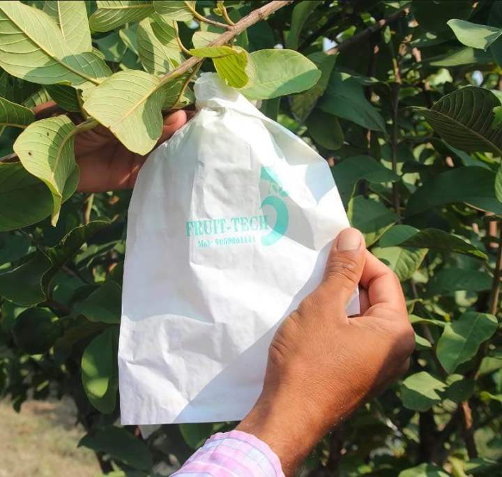 Guava Bags High Quality For Guava Fruits Pera Bags Pera Kavara Guava ...