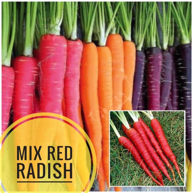 Blood red mix atomic radish 30 seeds home garden | Daraz.lk