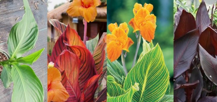 Qty. 4 Types of Cana Lily Plants with Bulbs Original | Daraz.pk