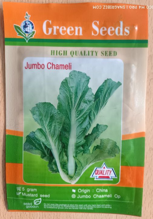 Jambo Chameli Large Broad leaf Mustard Rayo Leafy Vegetable Seed 5 gm ...