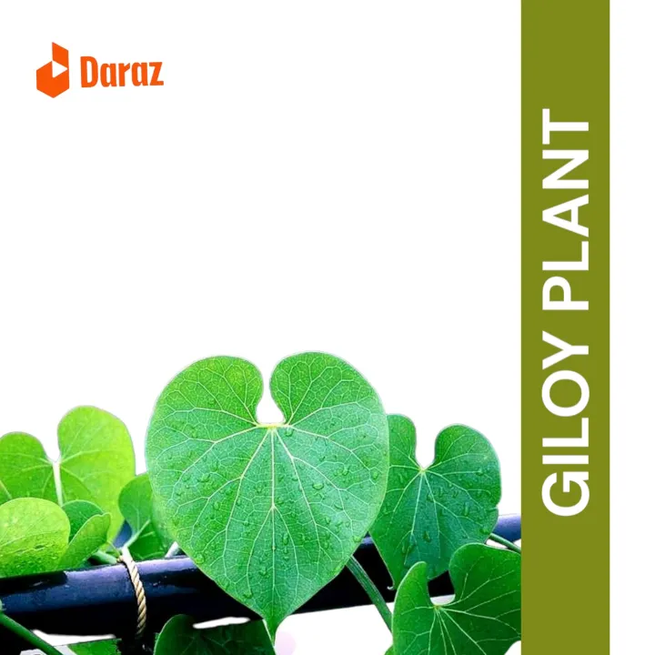 Giloy live Plants are beautiful leaves bell plants 15 inches bell ...