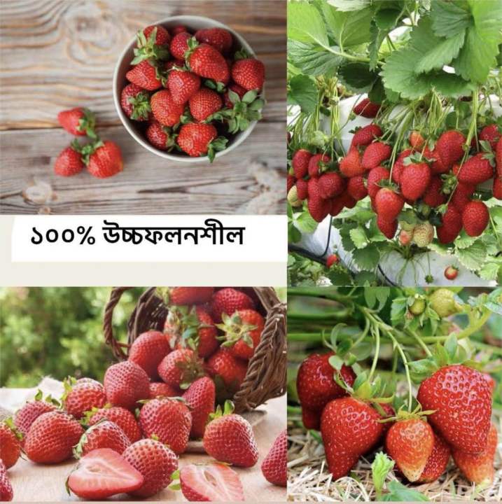Highly produced Red Strawberry seeds -30pcs imported | Daraz.com.bd