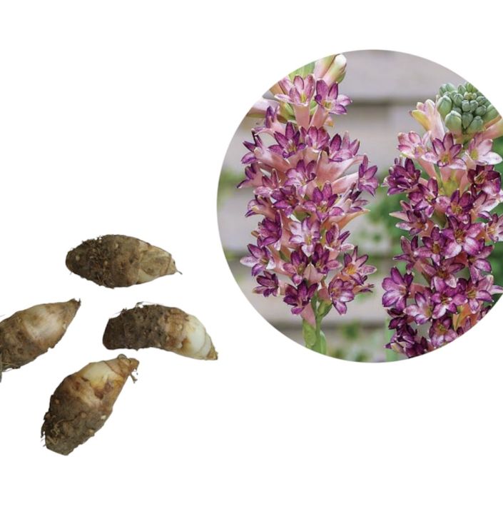 Fragrant Tuberoses (Polianthes) 'Cinderella' |Perennial Flowers Tubers ...