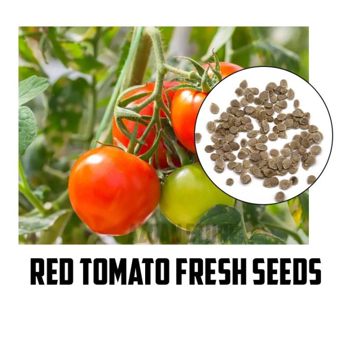 Tomato/Tamatar Fresh Seeds Fresh vegetables High Germinate Rate | Daraz.pk