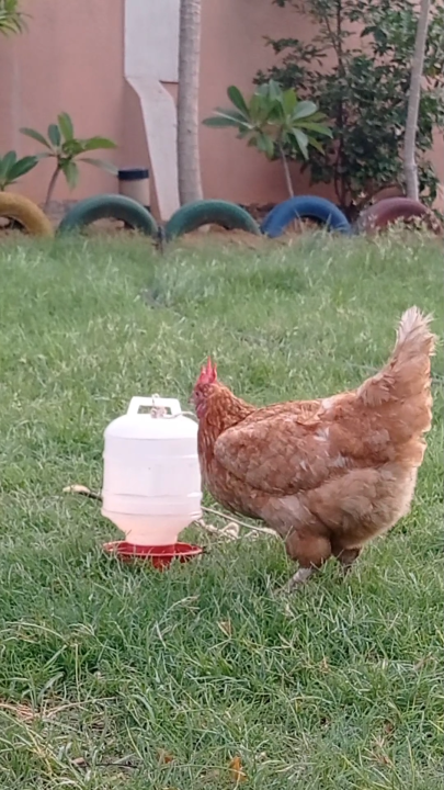 Bird Water Drinker (400ml to 5 Liter) – For Poultry, Parrots, Chicks ...
