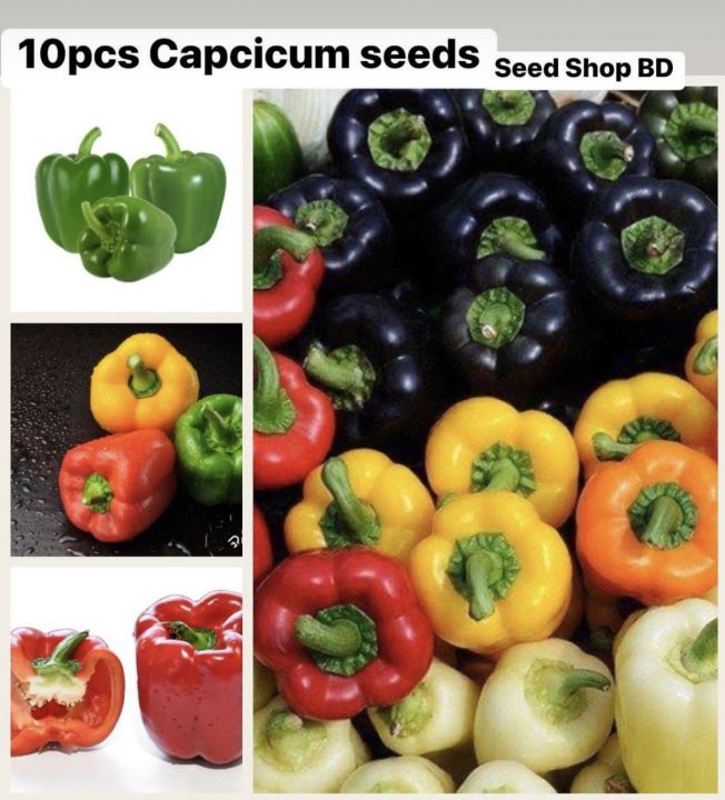 Imported MIXED Capcicum Seeds(Confirm Germinated )-10pcs | Daraz.com.bd