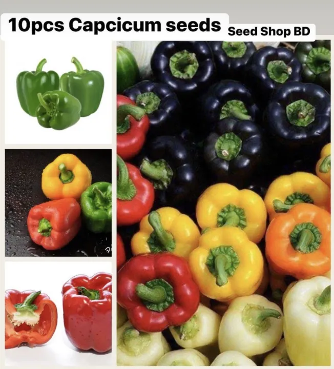Imported MIXED Capcicum Seeds(Confirm Germinated )-10pcs | Daraz.com.bd