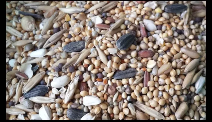 Mix Feed for Parrots 1 Kg | Daraz.pk