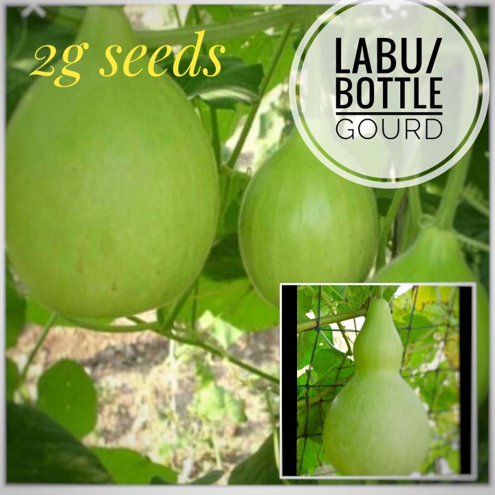 Labu/ Bottle gourd 2g seeds pack home garden | Daraz.lk