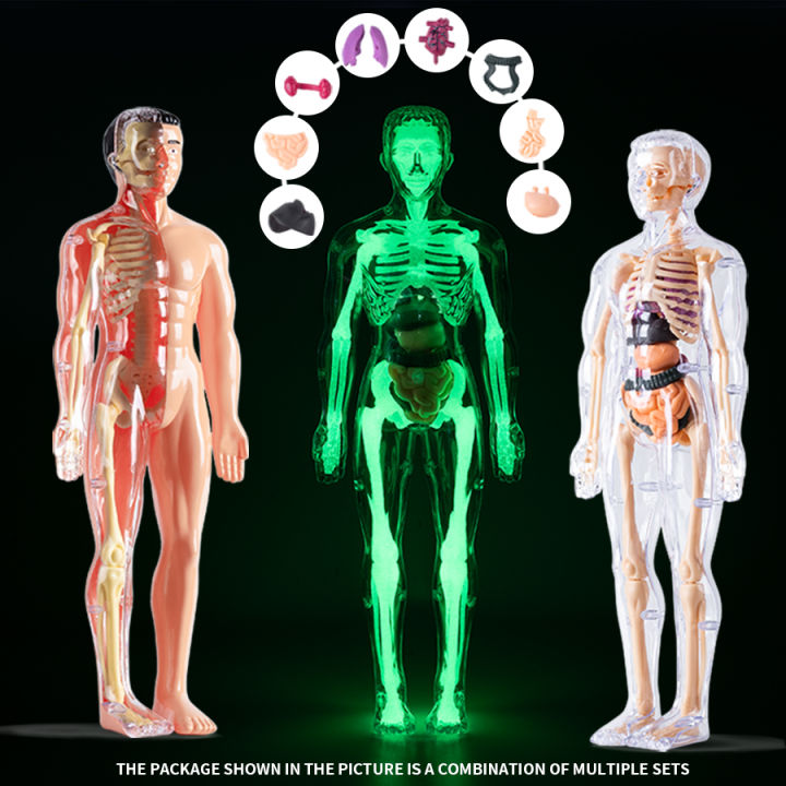 Human Body Structure Model, Organs, Bones, Detachable Assembly ...