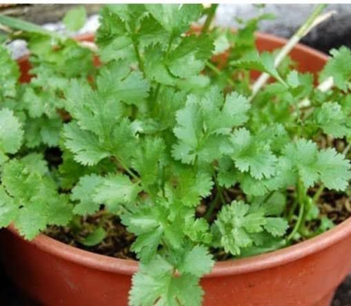 ACI Moroccan Coriander 1000 seeds. (Repack & include gift- 4 items ...