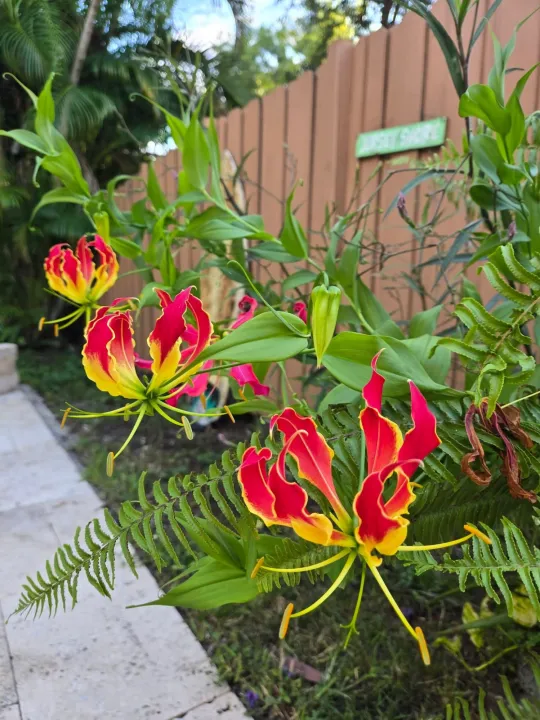 Niyangala Flower plant / flame lily / lily / glorisa lily / fire lily ...