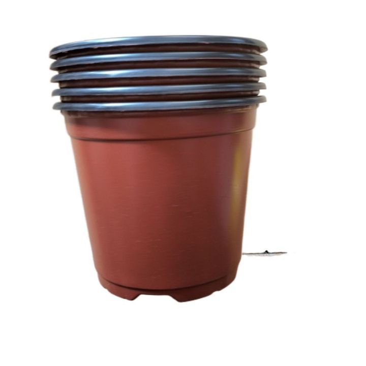 Nursery Gamala For planting 105 Set of 5 pieces | Daraz.com.np