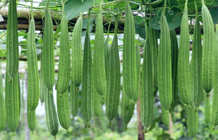 Hybrid Sponge Gourd / Jhinga Seeds (10 pieces+). | Daraz.com.bd