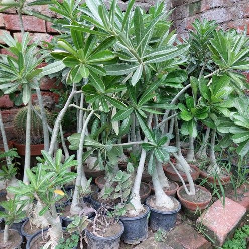 Adenium Plant Live Plant Gardening BY HAMZA EXPRESS | Daraz.pk