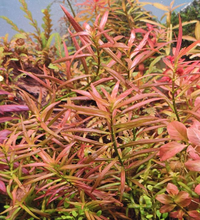 Live Aquarium Plants | Ludwigia Arcuata 'Dark Red'(submerged ) | Live ...