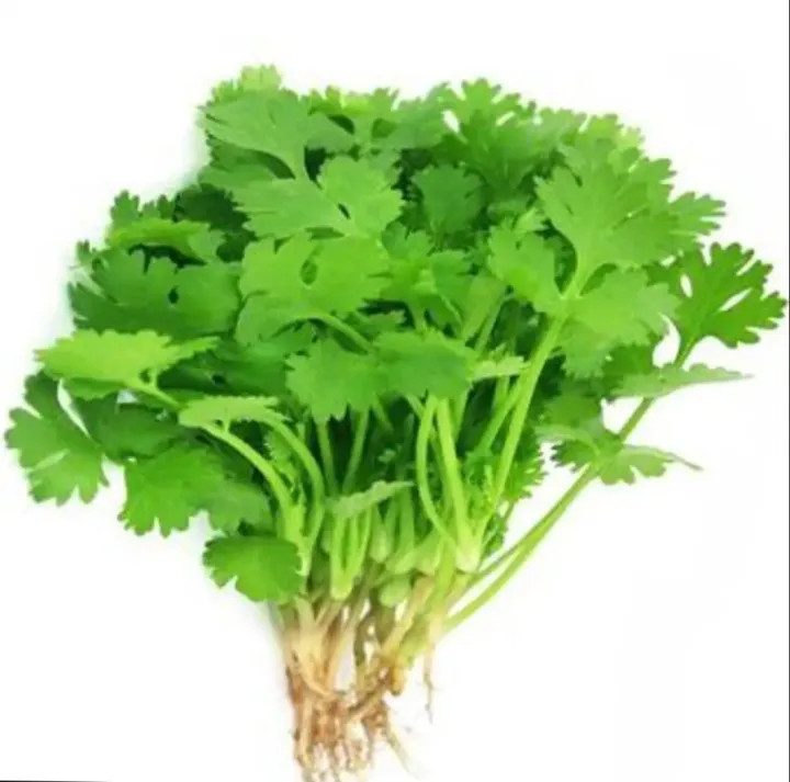 Dhoniya Pata Seed 100+ Coriander leaf seeds 100+pcs | Daraz.com.bd