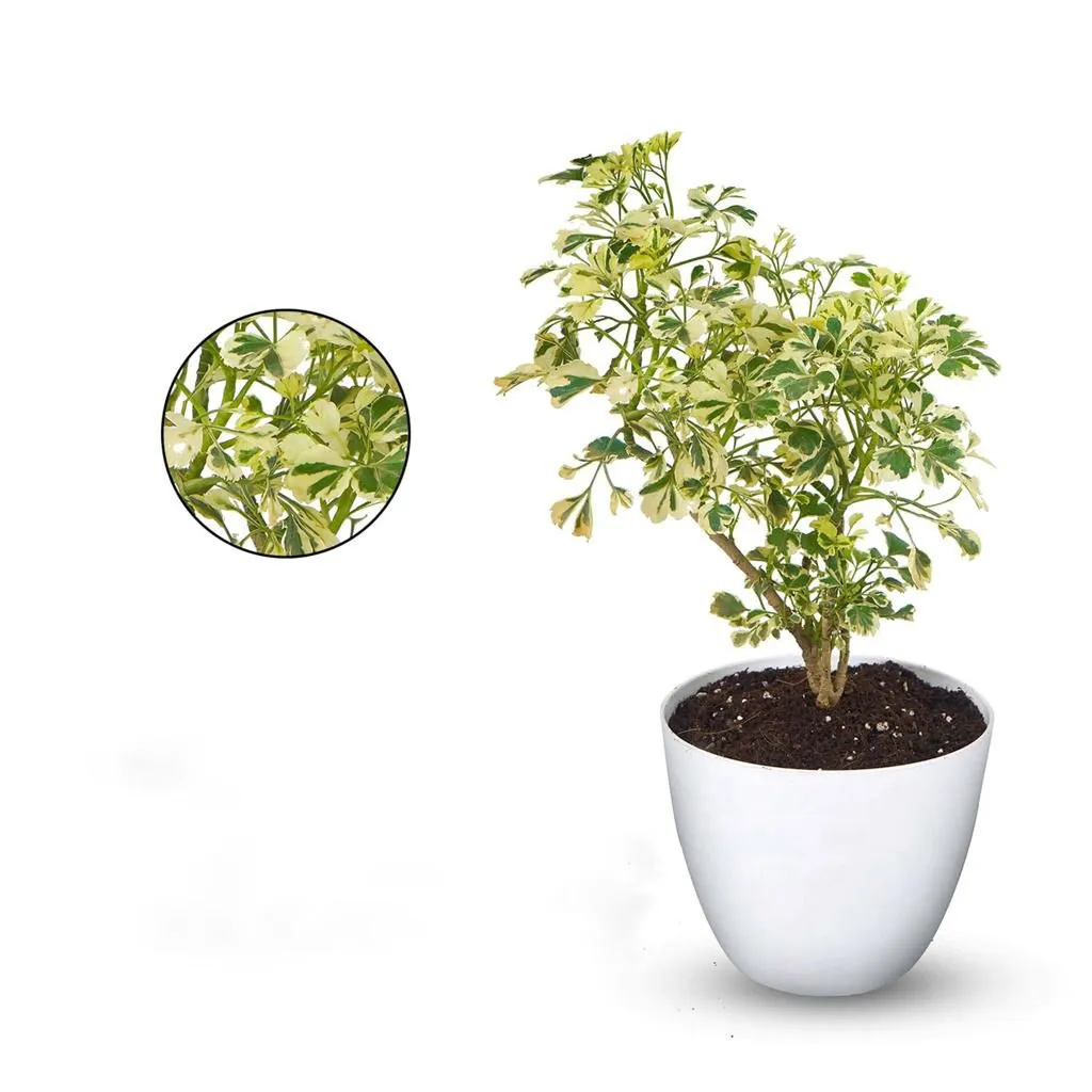 Variegated White Aralia - A Stunning Statement Piece for Your Indoor ...