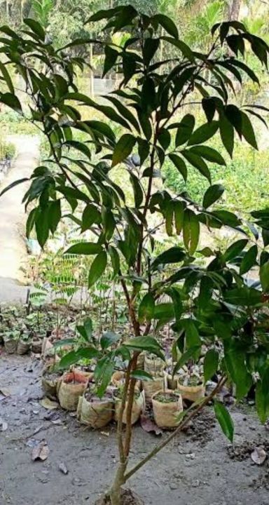 China Three lychee trees deserve their place as the largest trees in ...