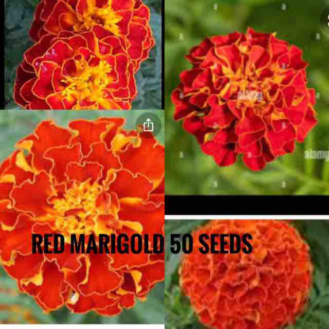 Red marigolds 50 seeds your beautiful home garden | Daraz.lk