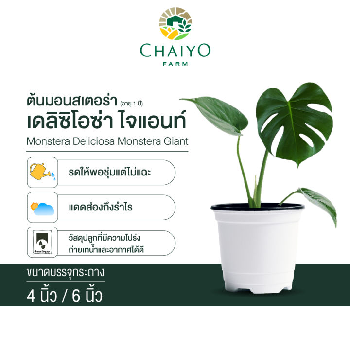 Monstera deliciosa giant monstera | Shop.com.mm