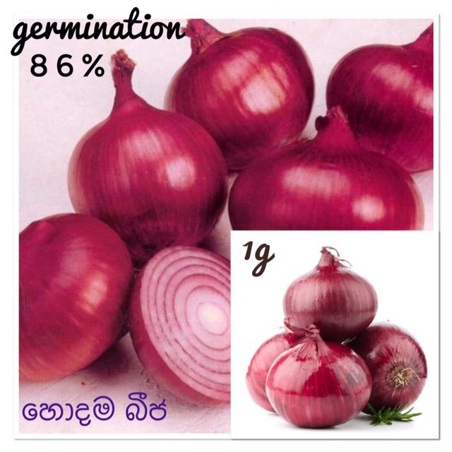 B-anion 50 seeds | Daraz.lk: Buy Online at Best Prices in Srilanka ...