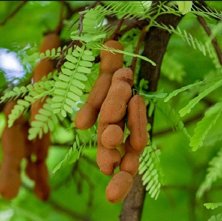 Imli Seeds - Tamarind Tree Seeds | Daraz.pk
