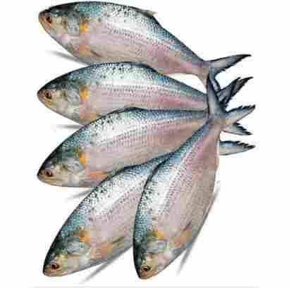 Hilsha Small 1 kg | Daraz.com.bd