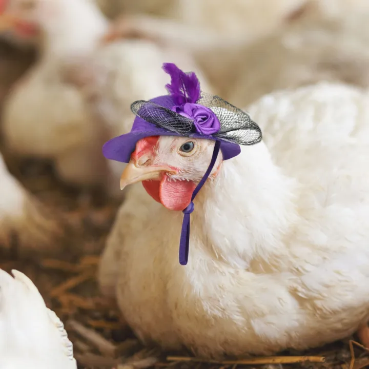 Chicken Hat for Hens Tiny Pets Funny Chicken Accessories Hen Top Hat ...