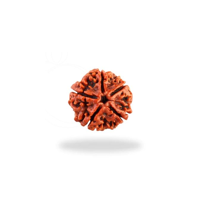 5 Mukhi Rudraaksh |Original Nepali Rudraaksh| Best for braslet and ...