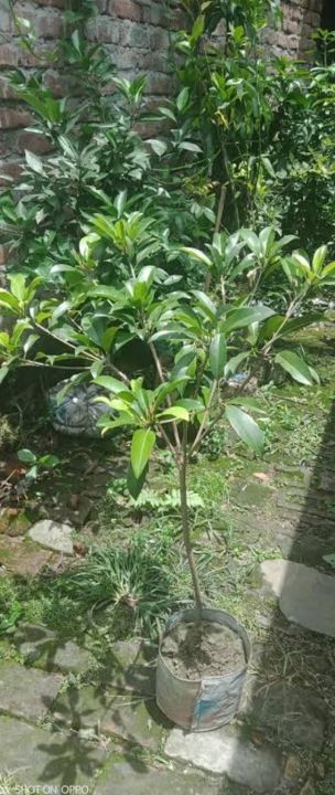 Hybrid Safeda tree is very tasty and is the largest tree in Asia ...